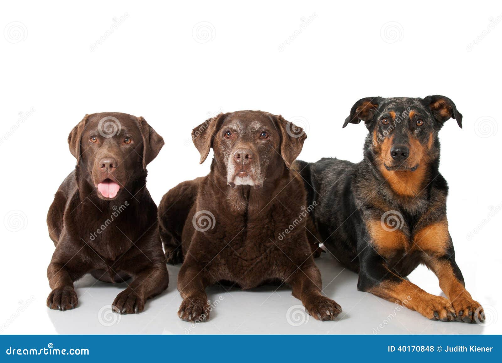 Three dogs stock photo. Image of beauceron, dogs, french - 40170848
