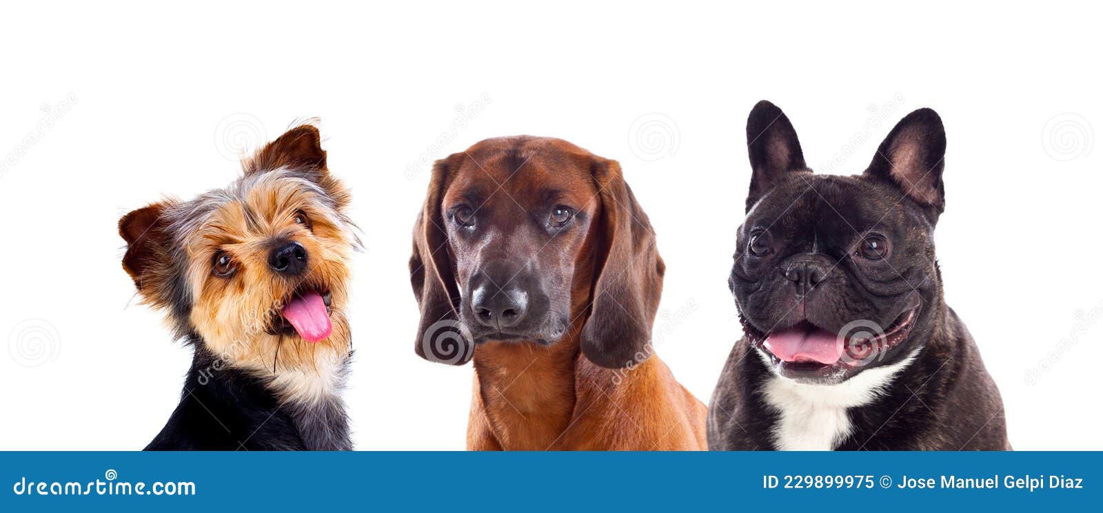 Three dogs stock image. Image of front, arrangement - 229899975