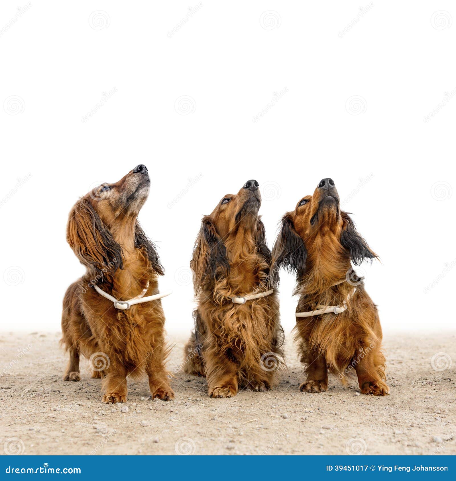 Three dogs stock image. Image of looking, dachshund, dogs - 39451017