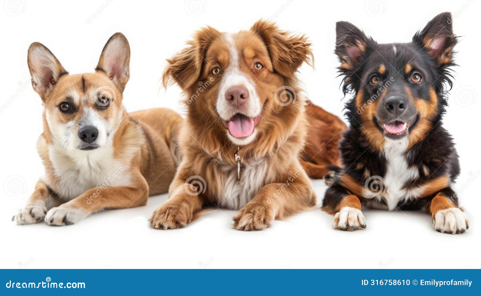 Three Dogs Lying Down Side by Side on White Background Stock Photo ...