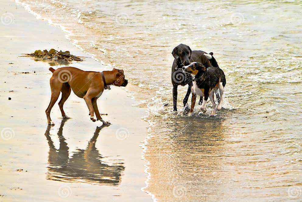 Three Dogs Meeting on the Beach Stock Image - Image of gathering ...