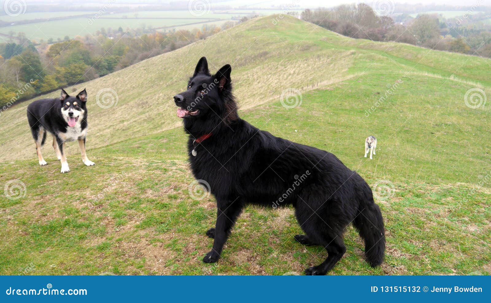 Three Dogs Out in the Countryside of England Stock Photo - Image of ...