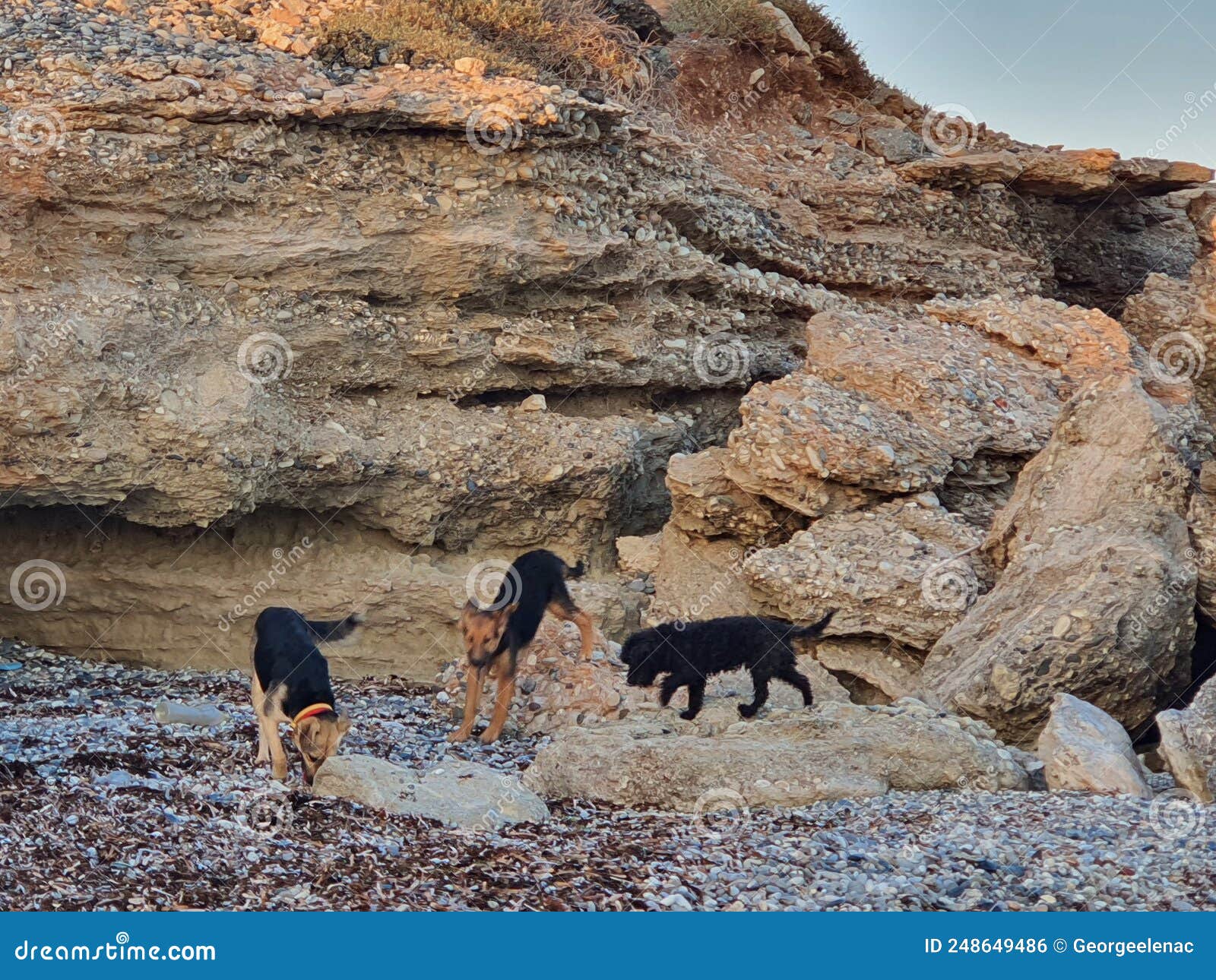 Three Dogs Playing at the Beach at Ormidia Larnaca District of Cyprus ...
