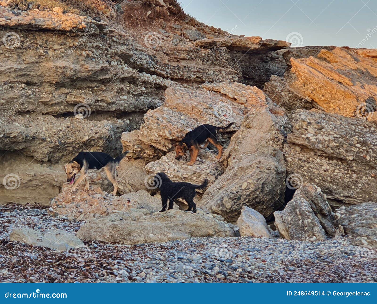 Three Dogs Playing at the Beach at Ormidia Larnaca District of Cyprus ...