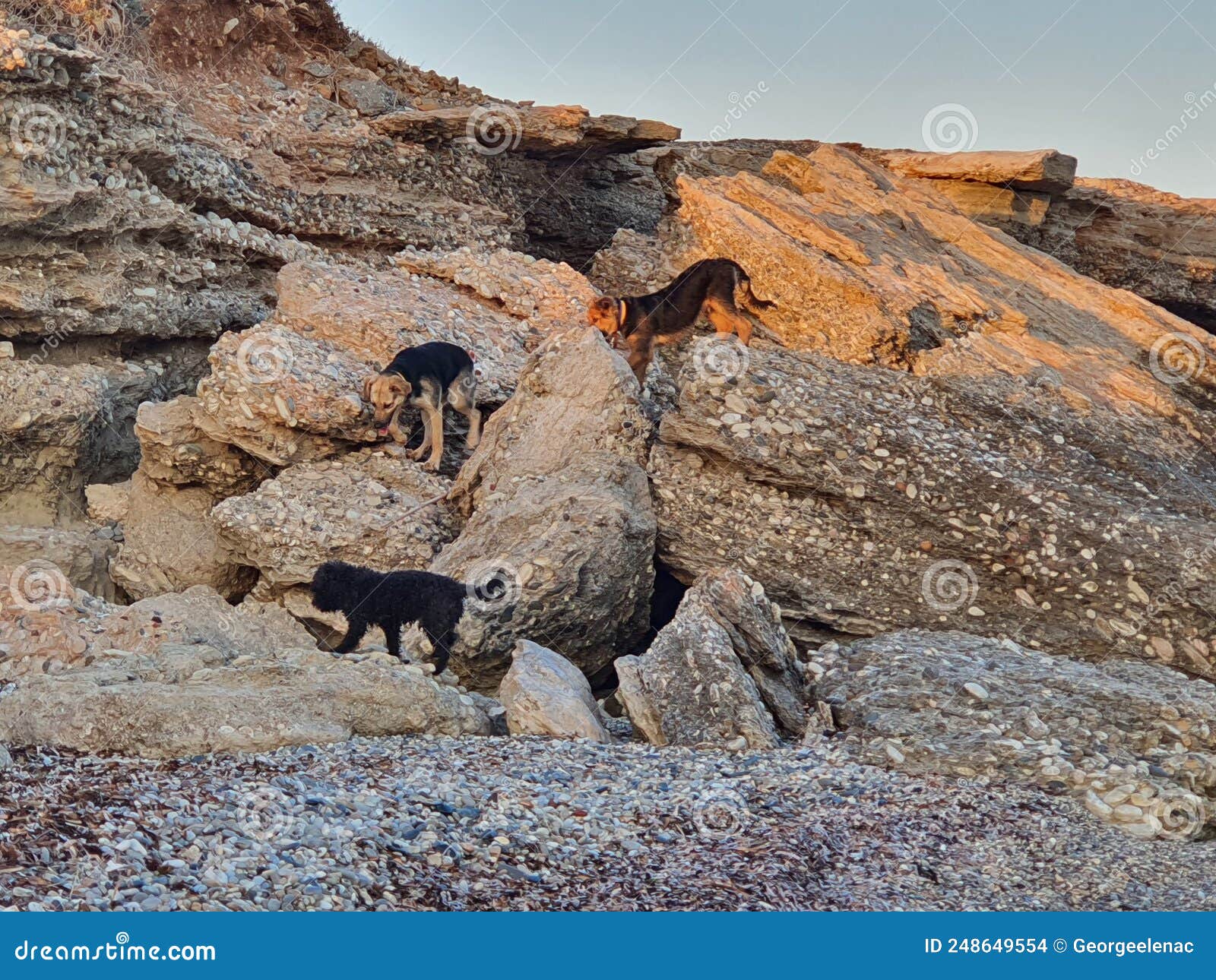 Three Dogs Playing at the Beach at Ormidia Larnaca District of Cyprus ...