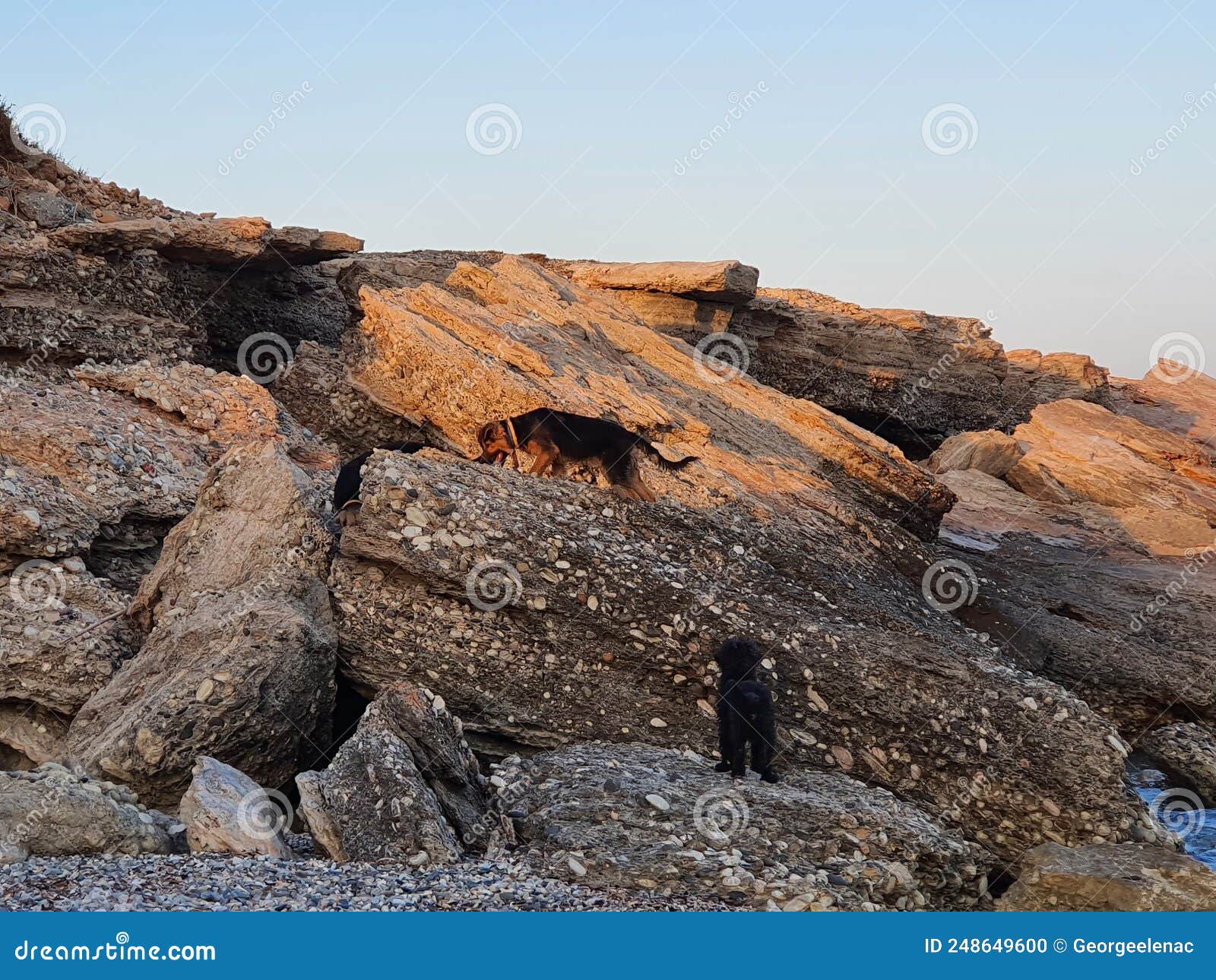 Three Dogs Playing at the Beach at Ormidia Larnaca District of Cyprus ...