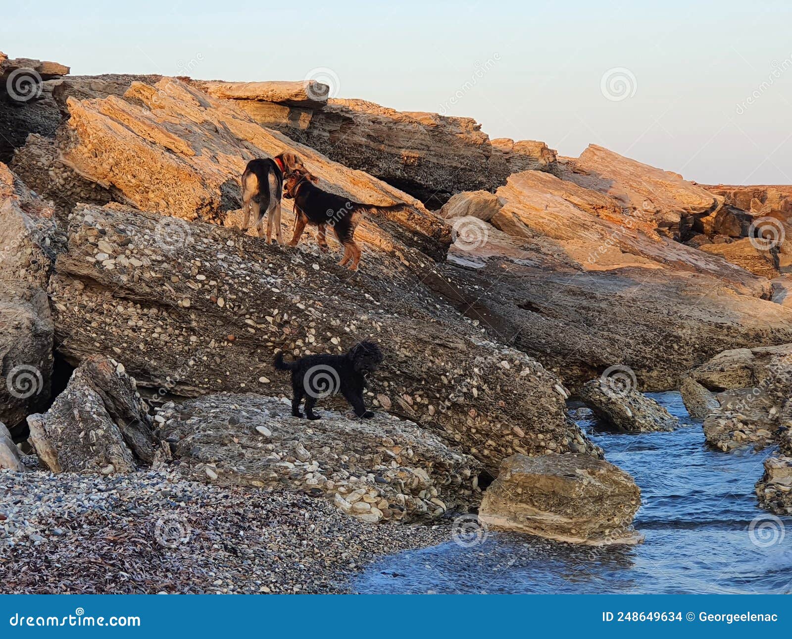 Three Dogs Playing at the Beach at Ormidia Larnaca District of Cyprus ...