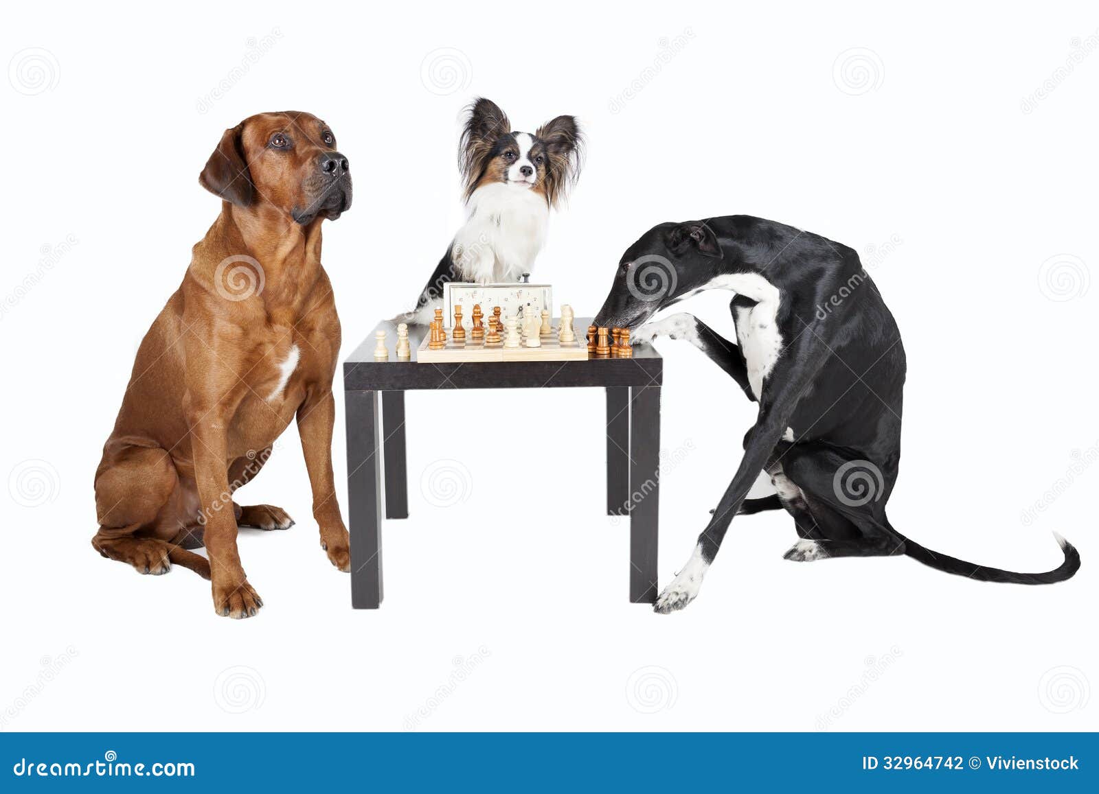Dogs Playing Chess Stock Photos - Free & Royalty-Free Stock Photos from ...