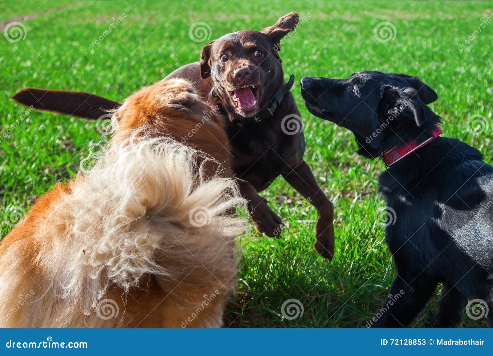 Three dogs playing outdoor stock image. Image of animal - 72128853