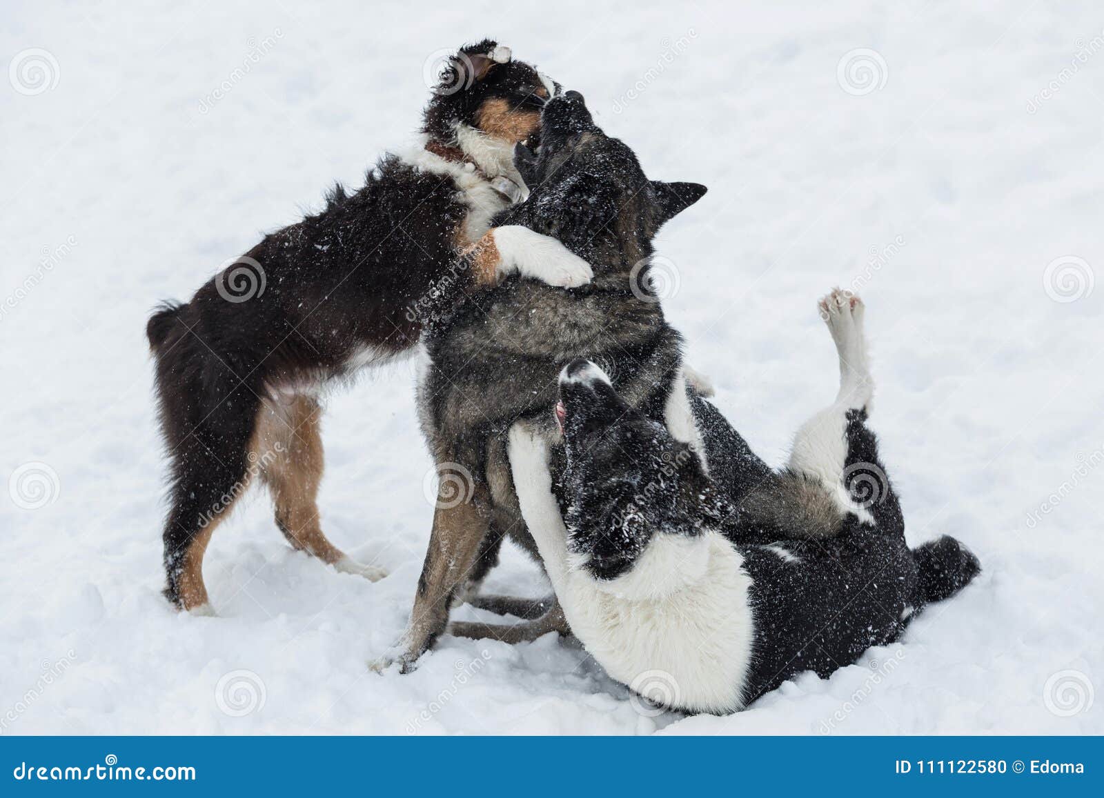 Three dogs playing stock photo. Image of fight, canine - 111122580
