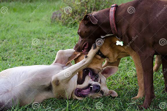 Three Dogs Playing Rough on Grass Stock Photo - Image of collar, three ...