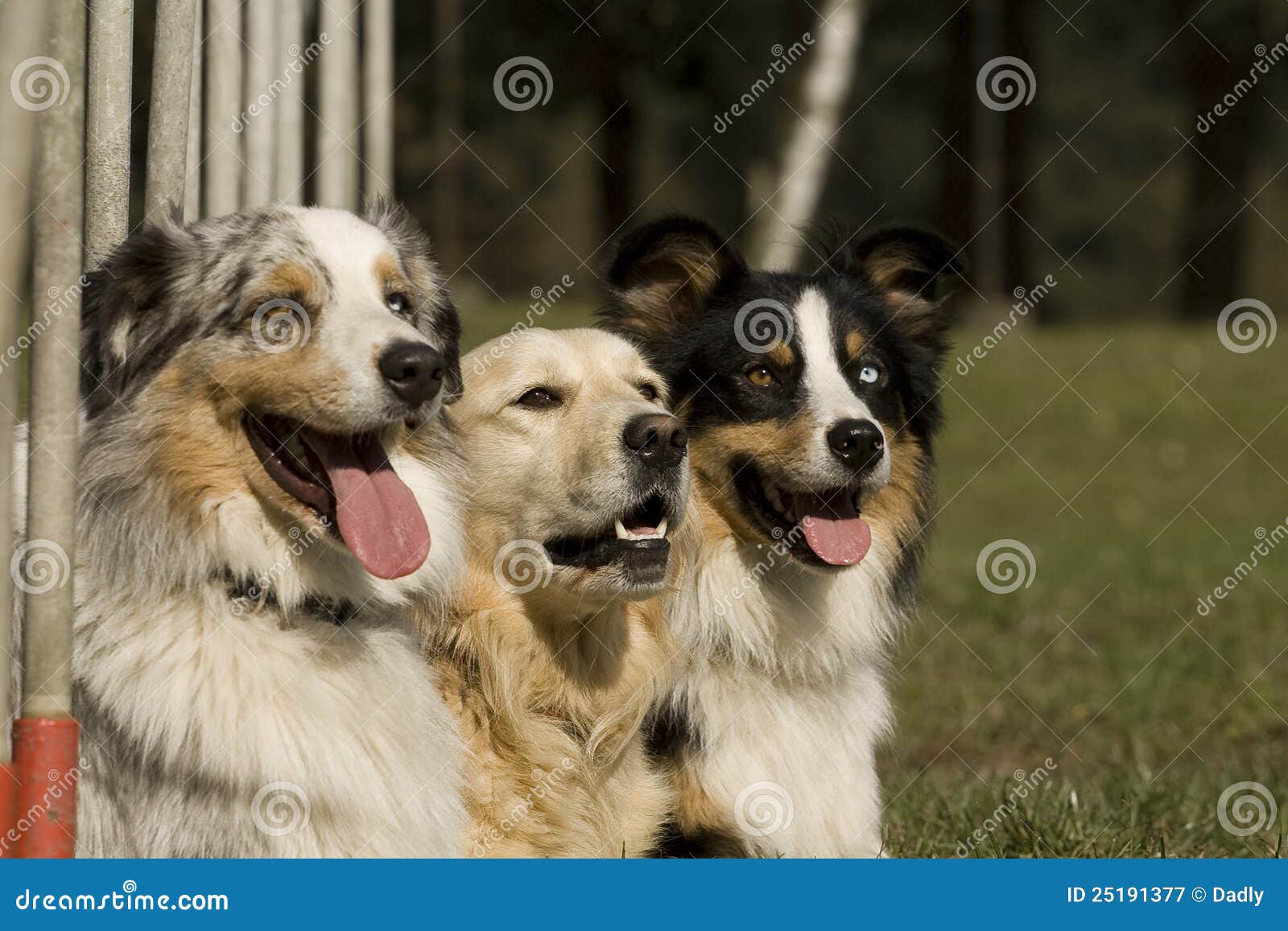 Three dogs portrait stock image. Image of canine, golden - 25191377