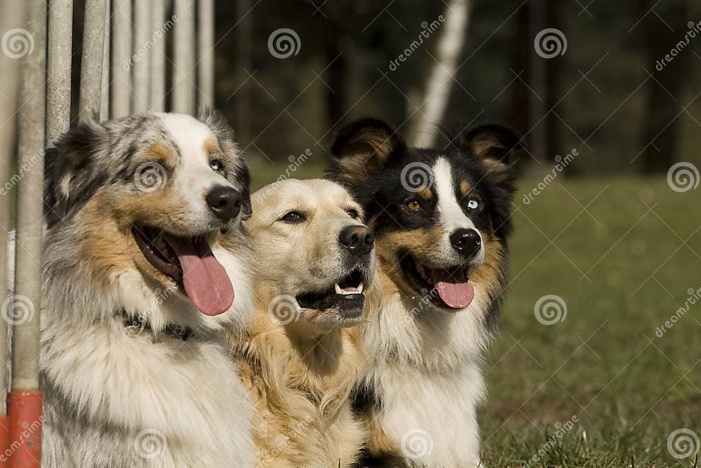 Three dogs portrait stock image. Image of canine, golden - 25191377