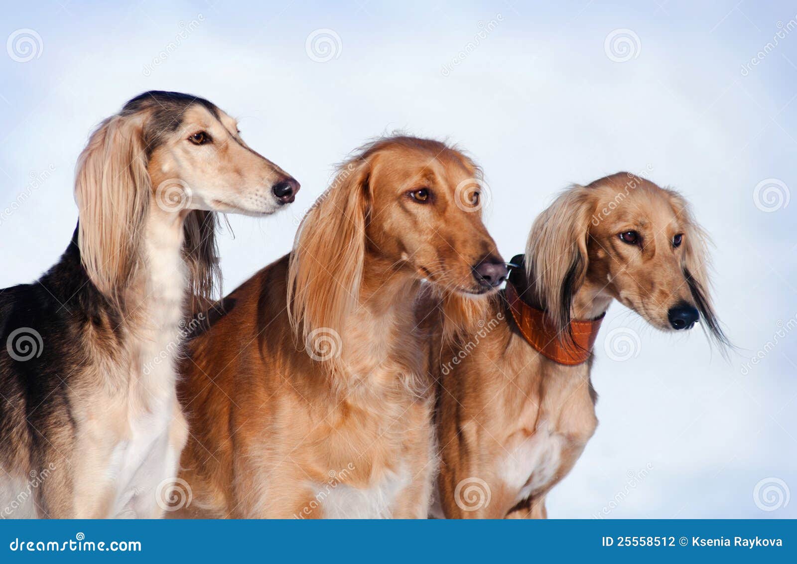 Three Dogs Together. Two Dog Breeds Border Collie Stock Image ...