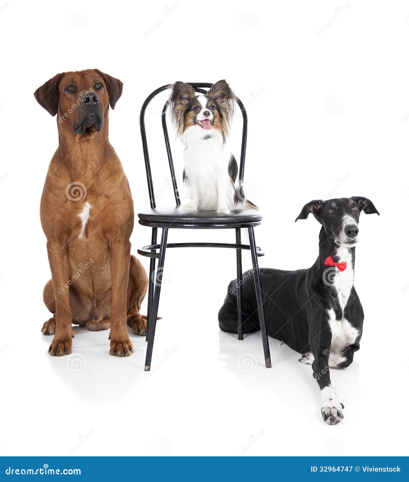 Three dogs stock image. Image of group, pedigree, doggy - 32964747