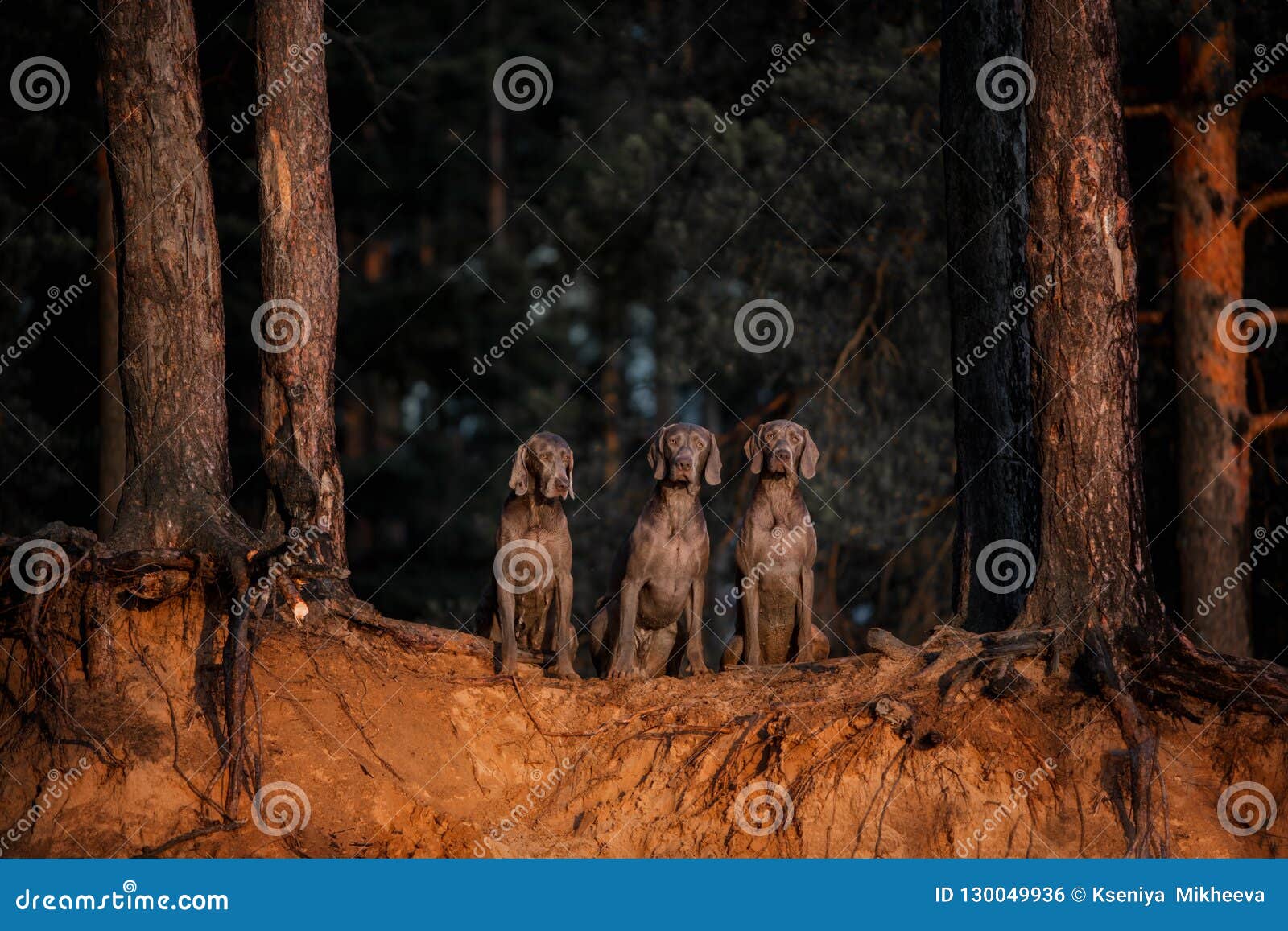 Three Dogs in a Row Looking at Camera in Forest Stock Photo - Image of ...