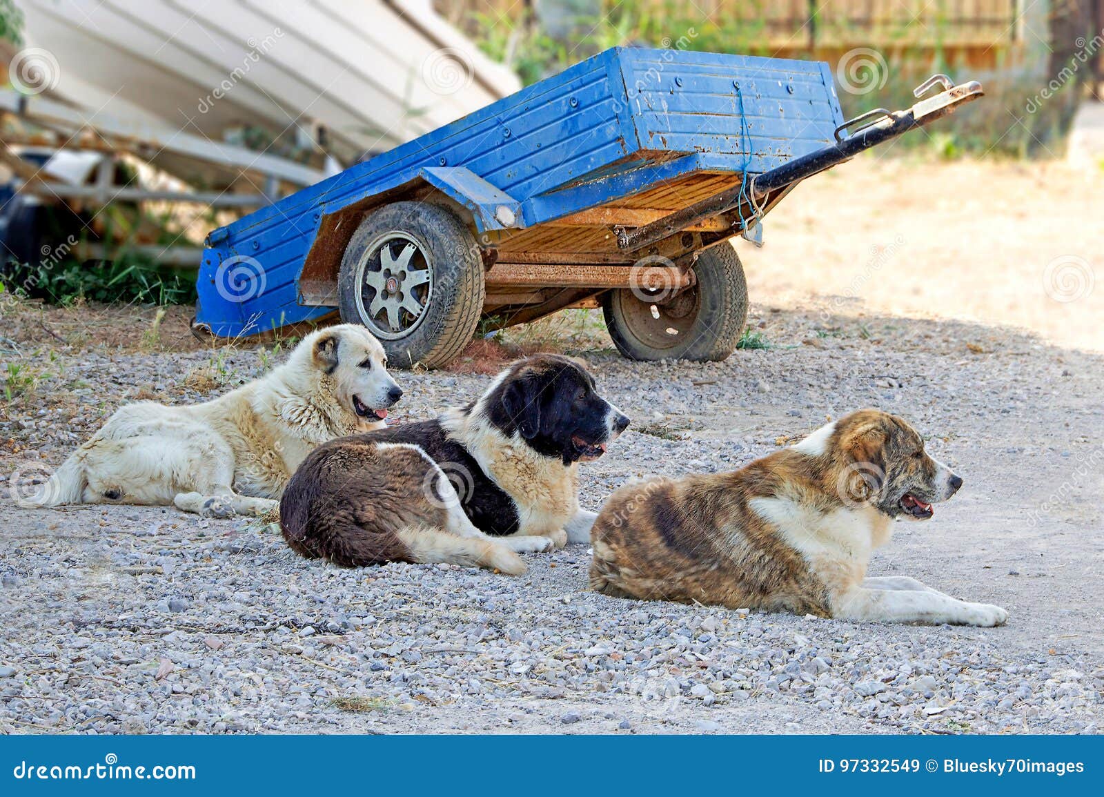 Three Dogs in a Row are Sitting and Guarding Stock Image - Image of ...