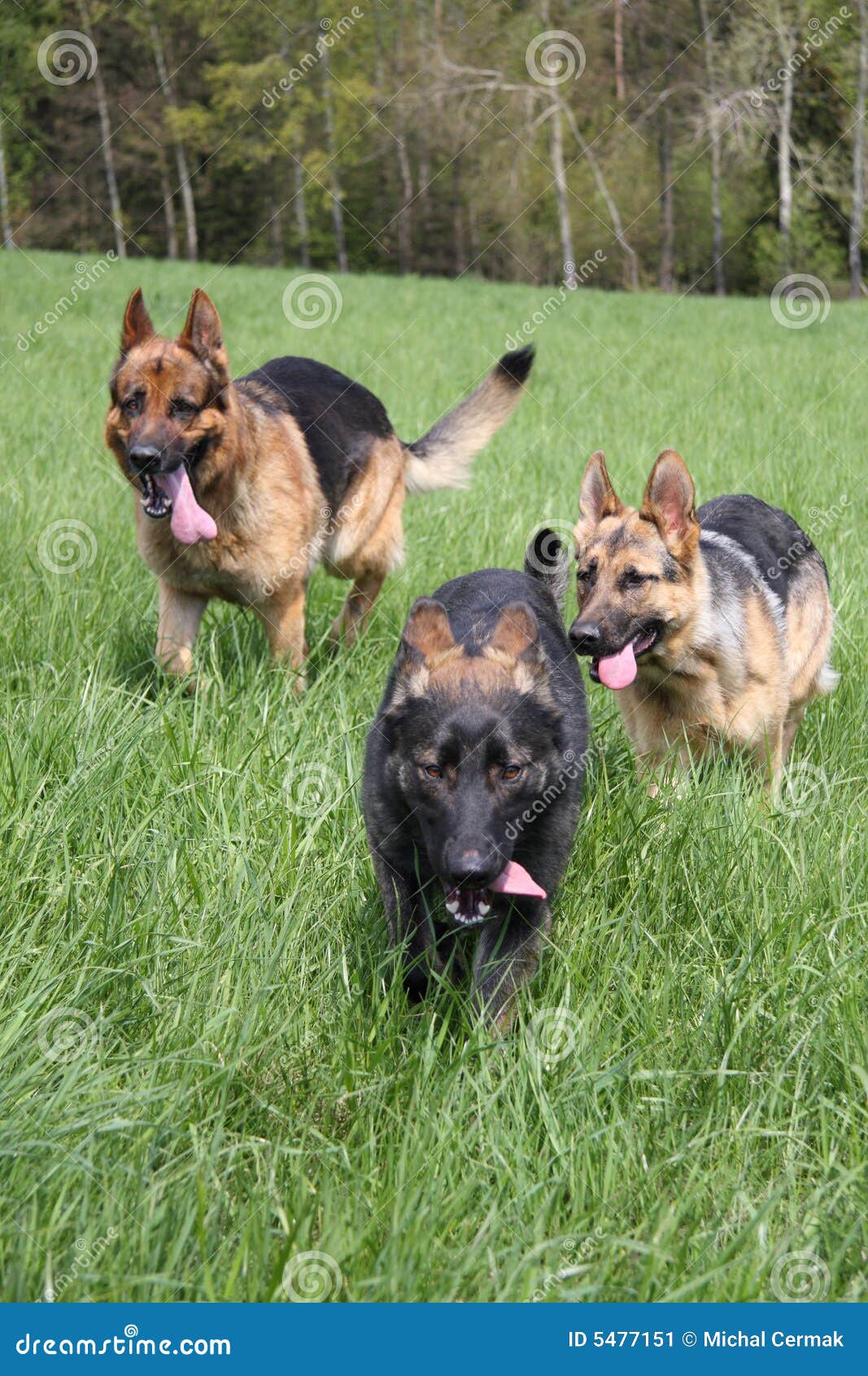 Three dogs running stock image. Image of summer, dogs - 5477151