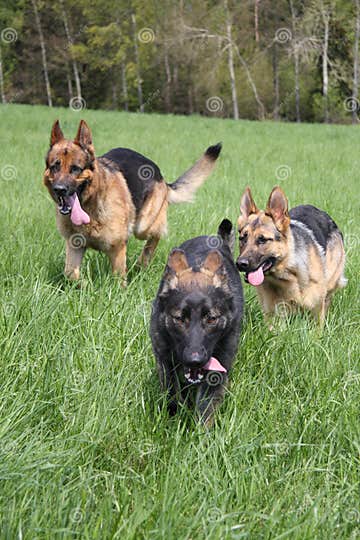 Three dogs running stock image. Image of summer, dogs - 5477151