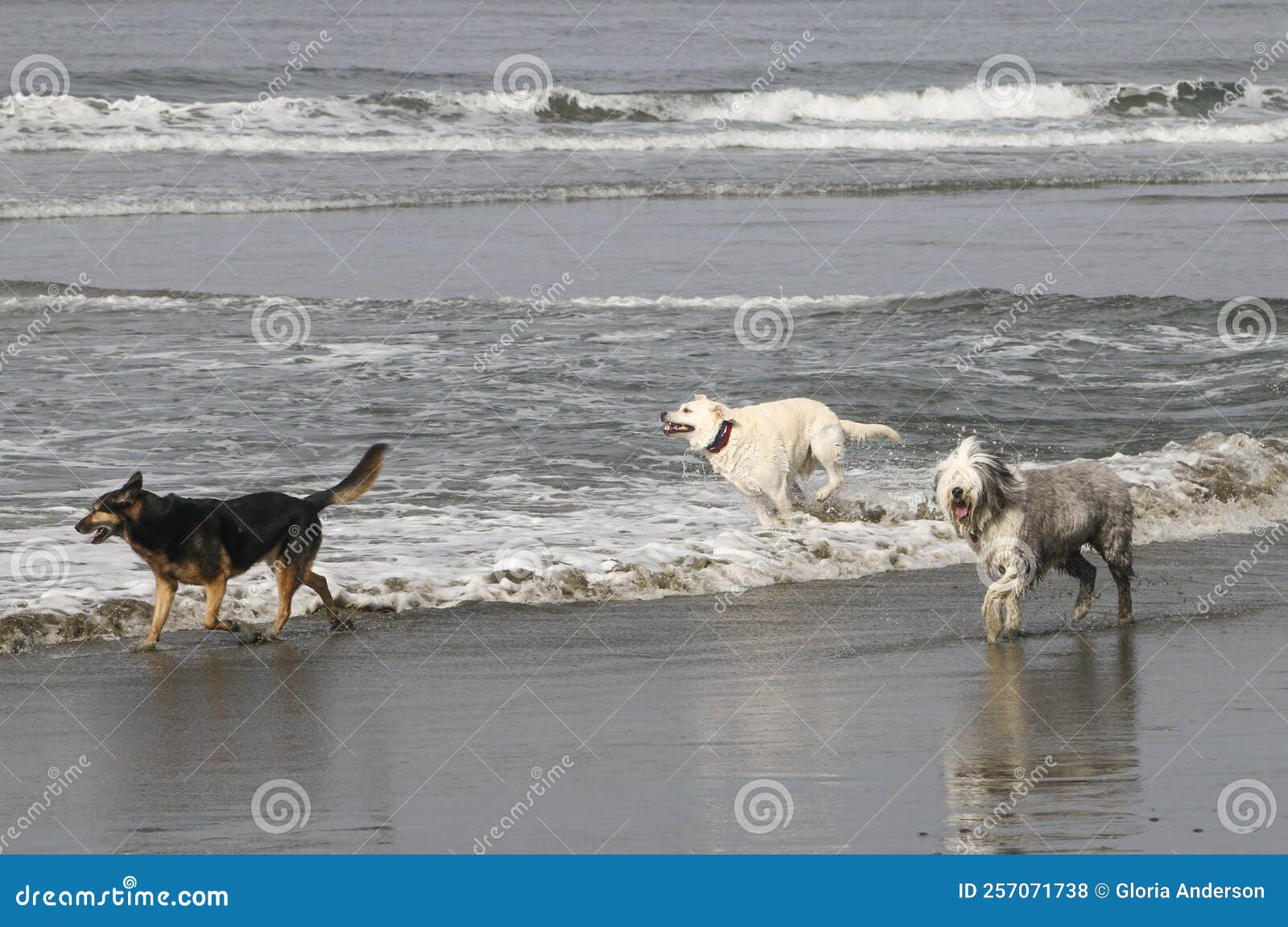 Three Dogs Running in the Water at the Beach Stock Photo - Image of ...