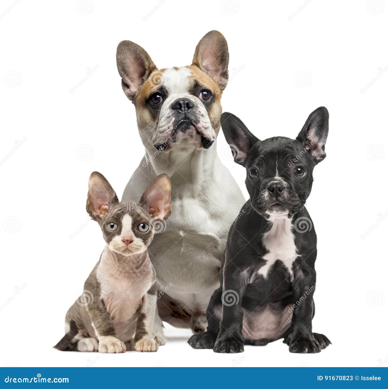 Three Dogs Sitting and Facing the Camera, Isolated Stock Image - Image ...