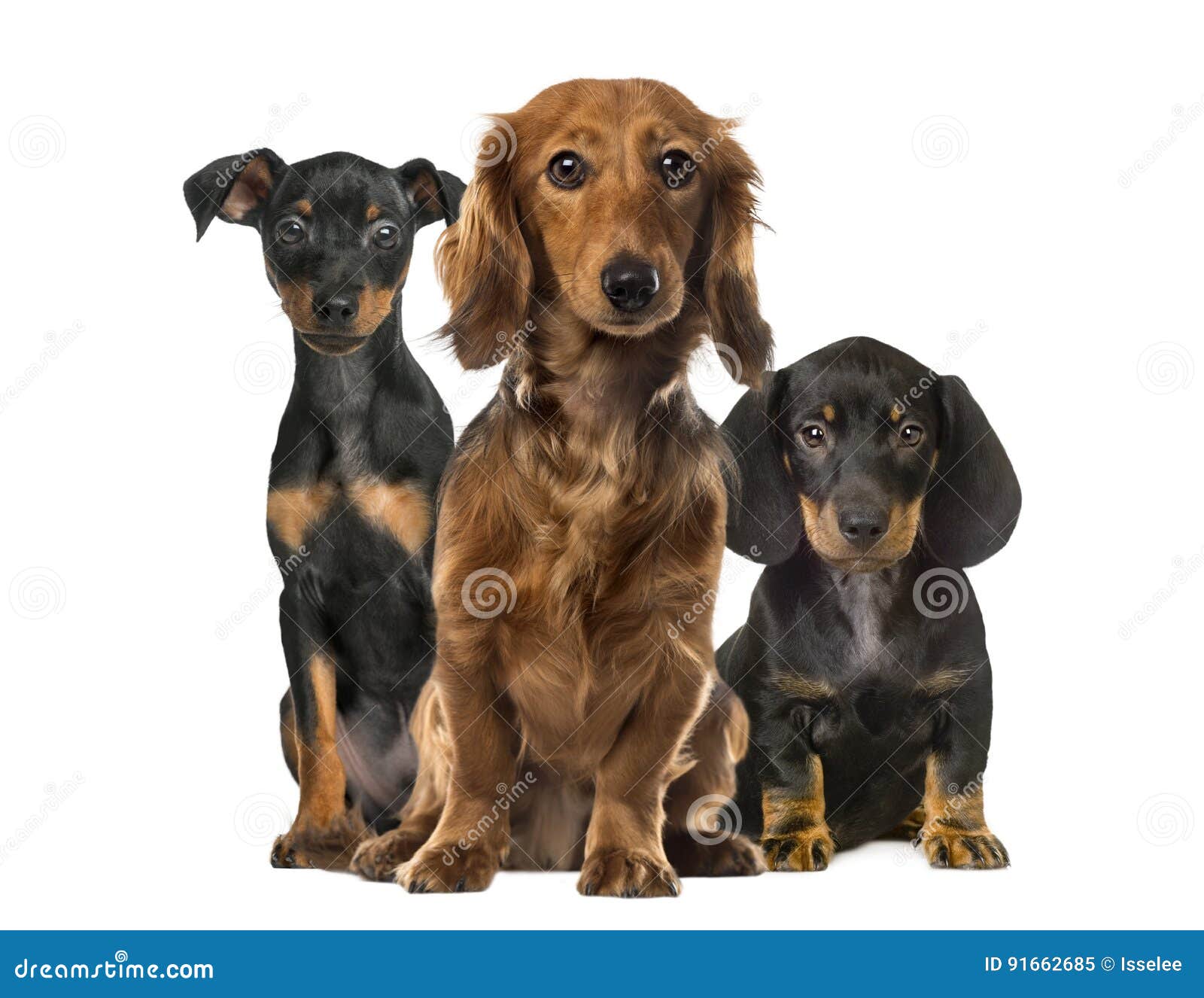 Three Dogs Sitting, Isolated Stock Image - Image of mammal, sitting ...
