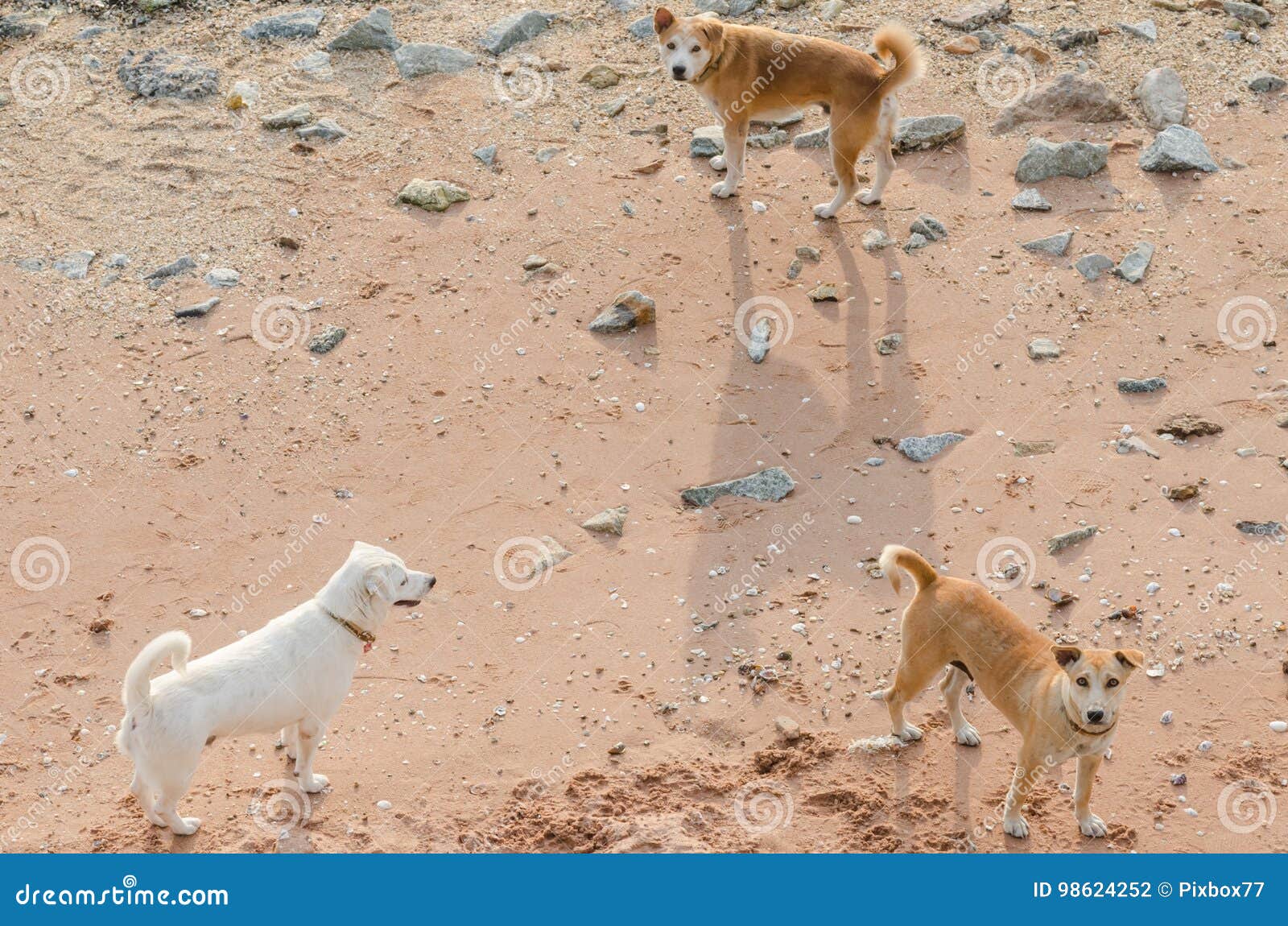 Two Dogs Stand In A Field Stock Image | CartoonDealer.com #21591403