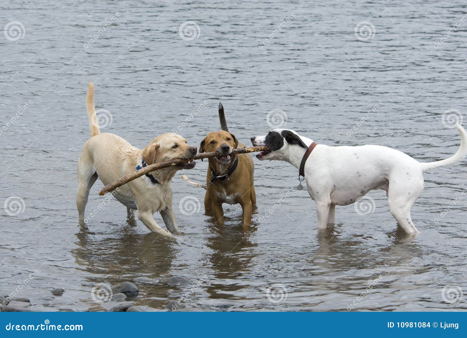 Two Dogs Stick Their Heads Out Car Window Royalty-Free Stock Image ...