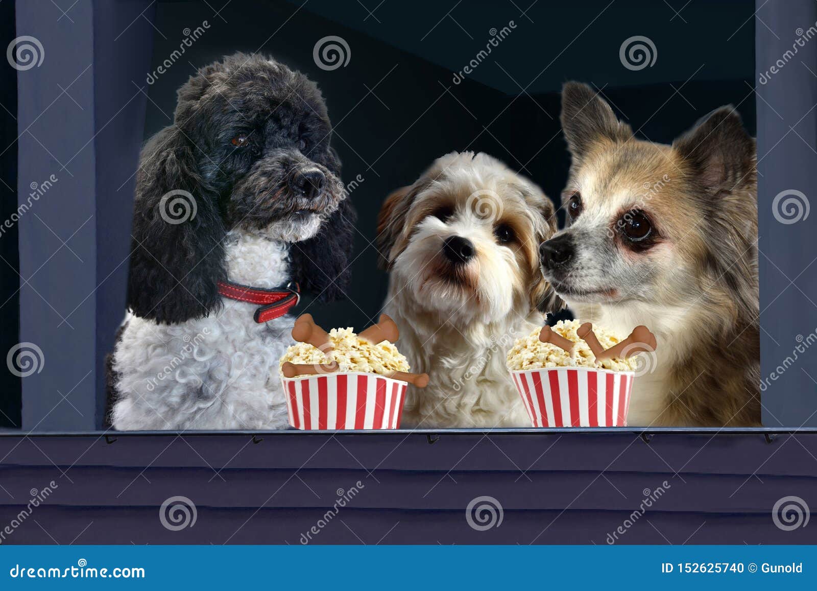 Three Dogs in Theater Enjoying Buckets with Popcorn Stock Photo - Image ...
