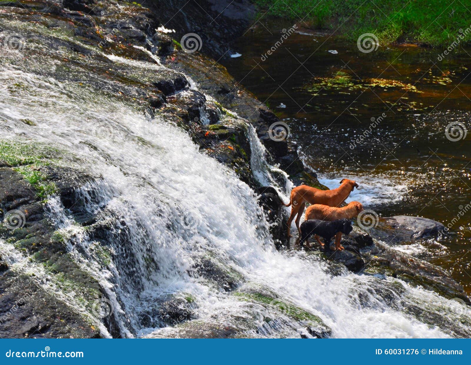 Three Dogs Waterfall Stock Photos - Free & Royalty-Free Stock Photos ...