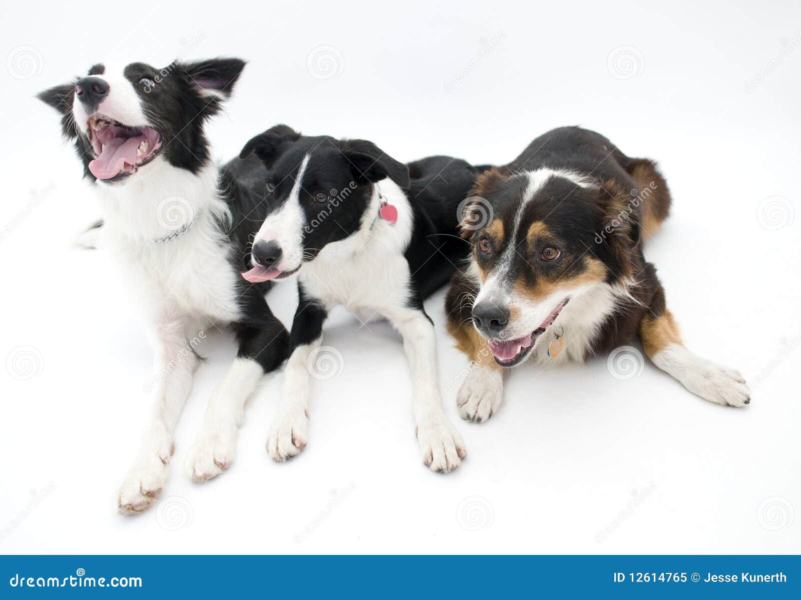 Three Dogs on White Background Stock Image - Image of isolated ...