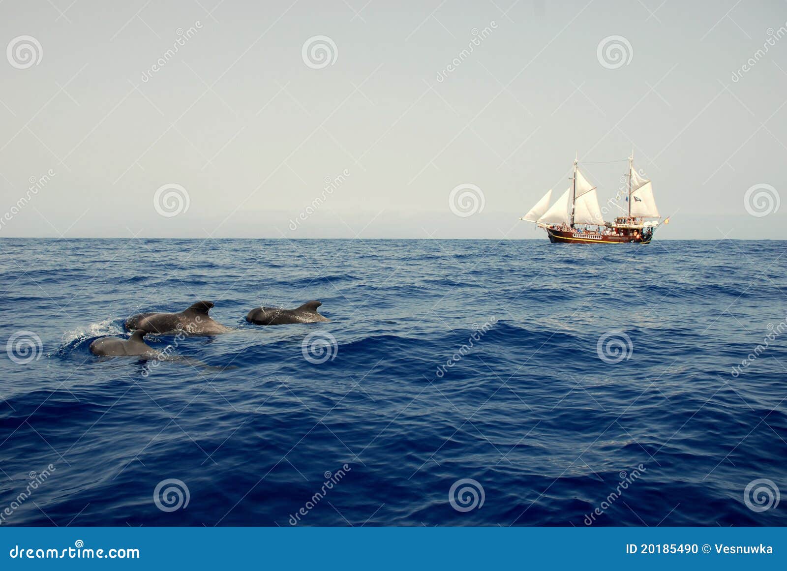 1,568 Dolphin Ship Stock Photos - Free & Royalty-Free Stock Photos from ...