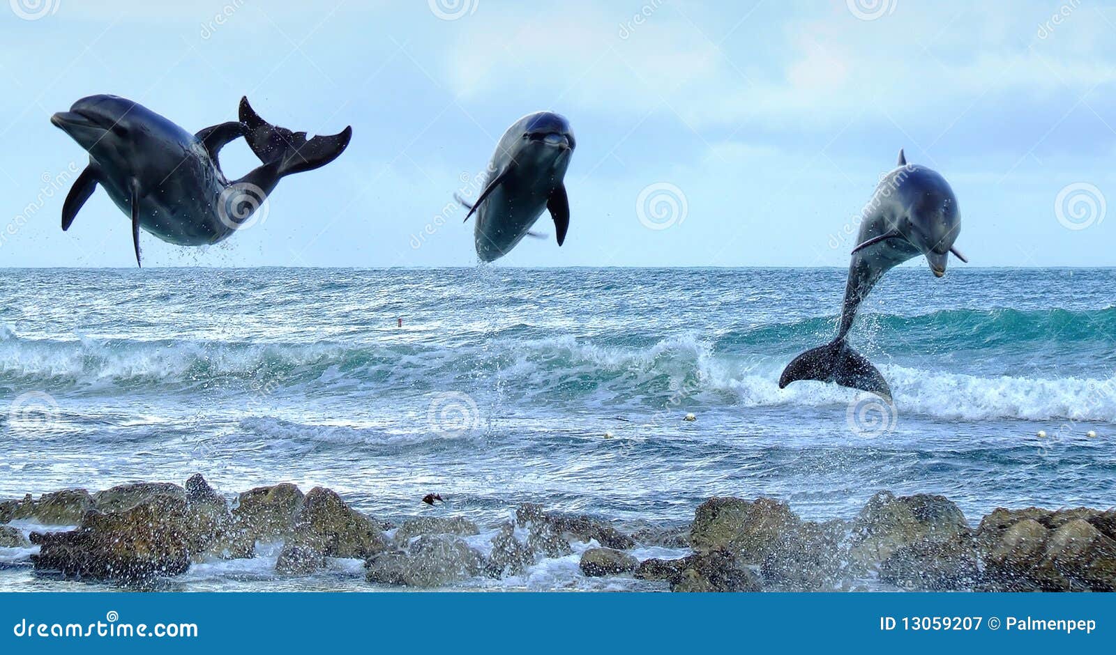 Three Dolphins stock image. Image of boat, play, rider - 13059207