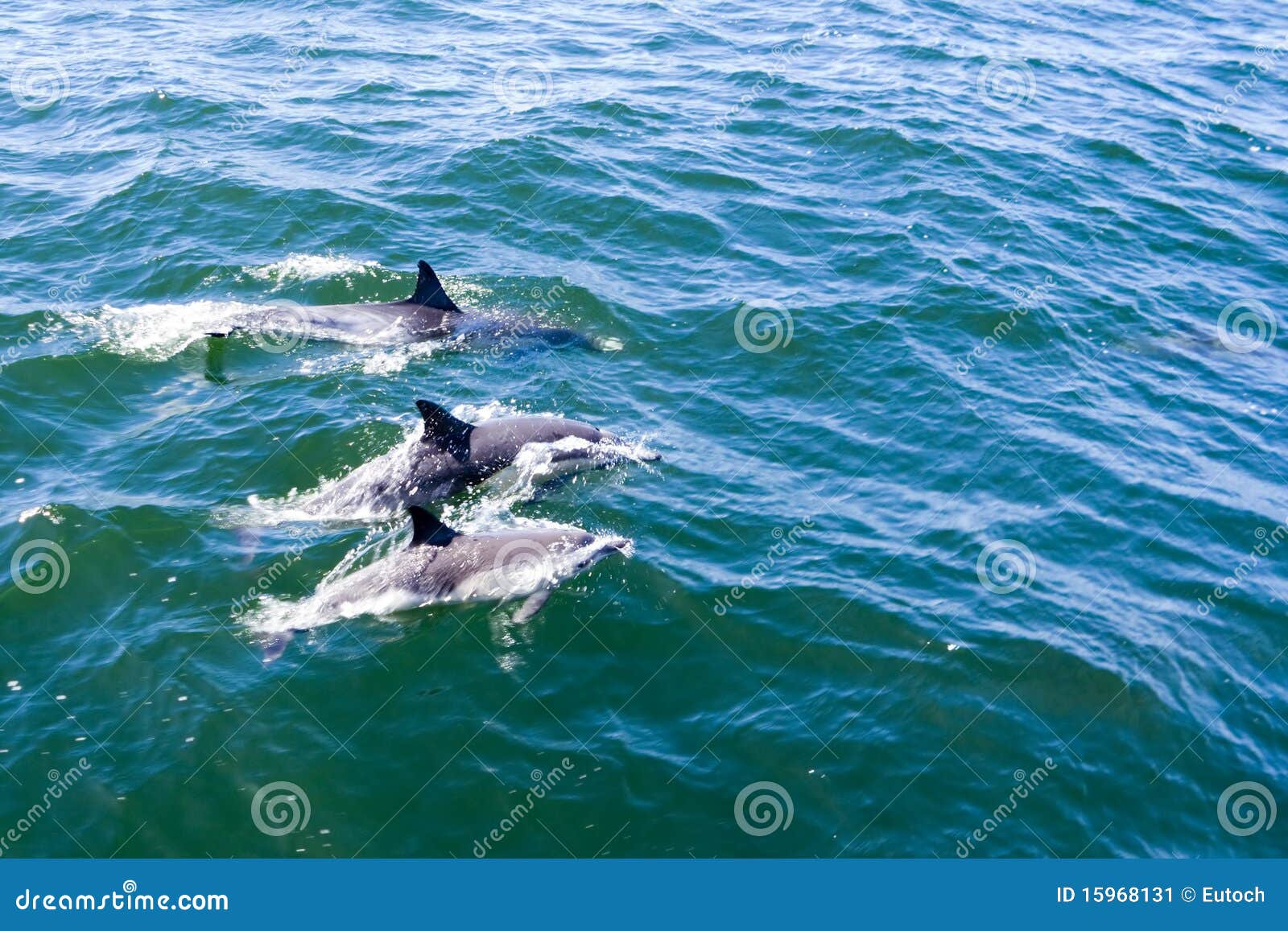 Three Dolphins stock image. Image of animals, intelligence - 15968131