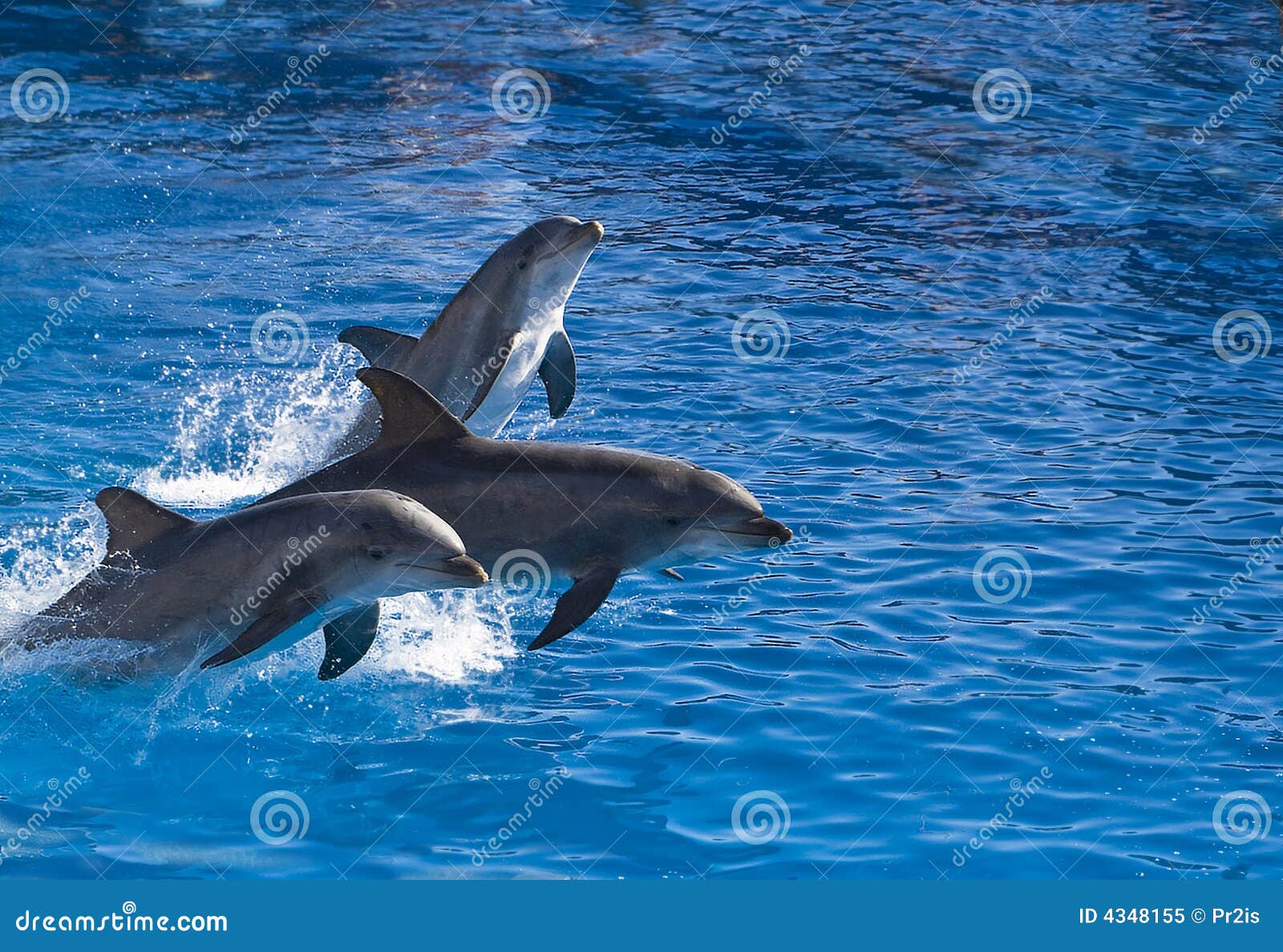 Three dolphins stock image. Image of dolphin, blue, water - 4348155