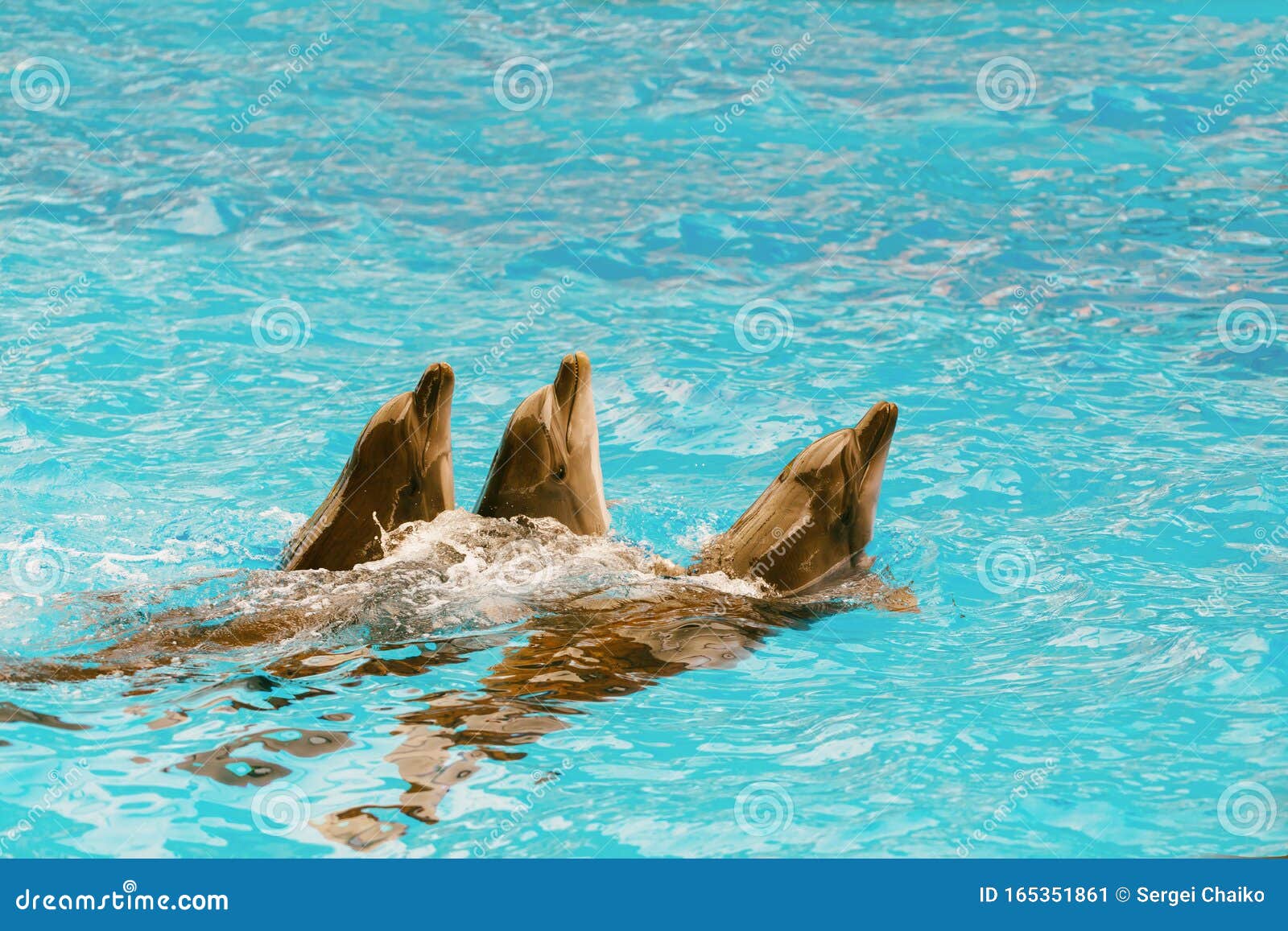 Three Dolphins Dive Out of the Sea Stock Image - Image of marine ...