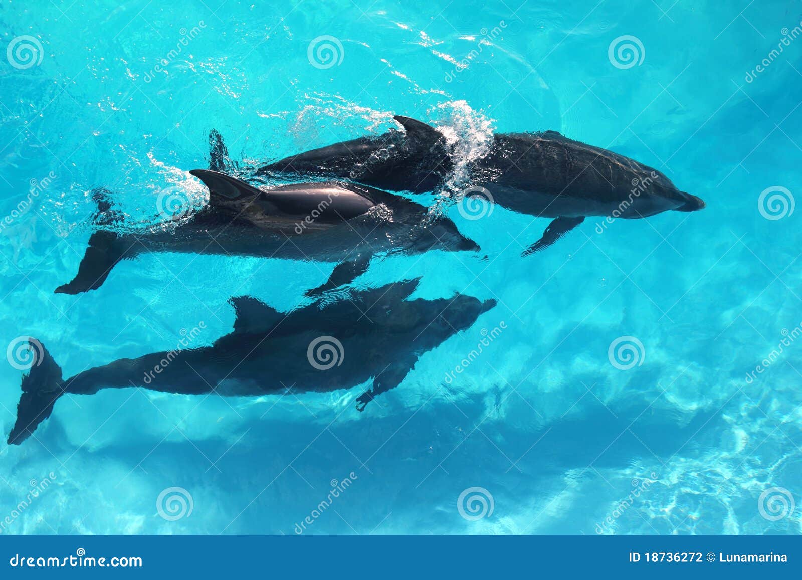Three Dolphins High Angle View Turquoise Water Stock Photo - Image of ...