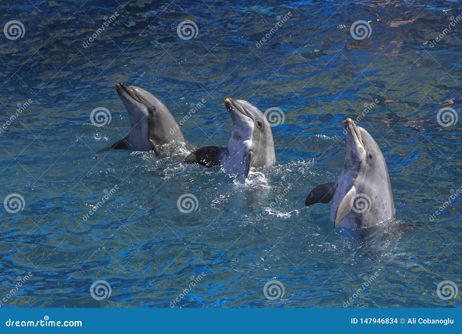 Three Dolphins Performing in the Pool Stock Photo - Image of water ...
