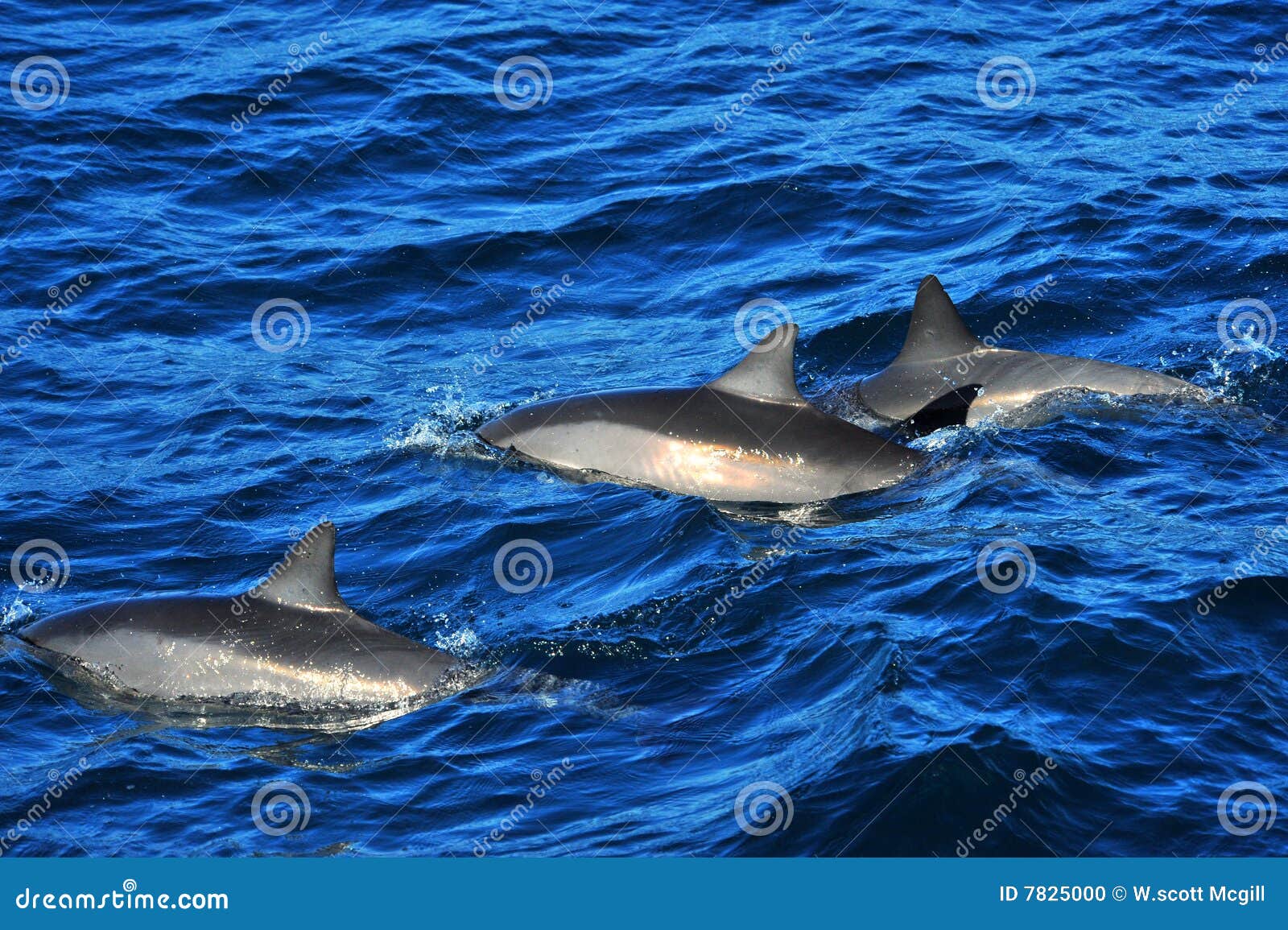 Three Dolphins swimming stock photo. Image of flipper - 7825000