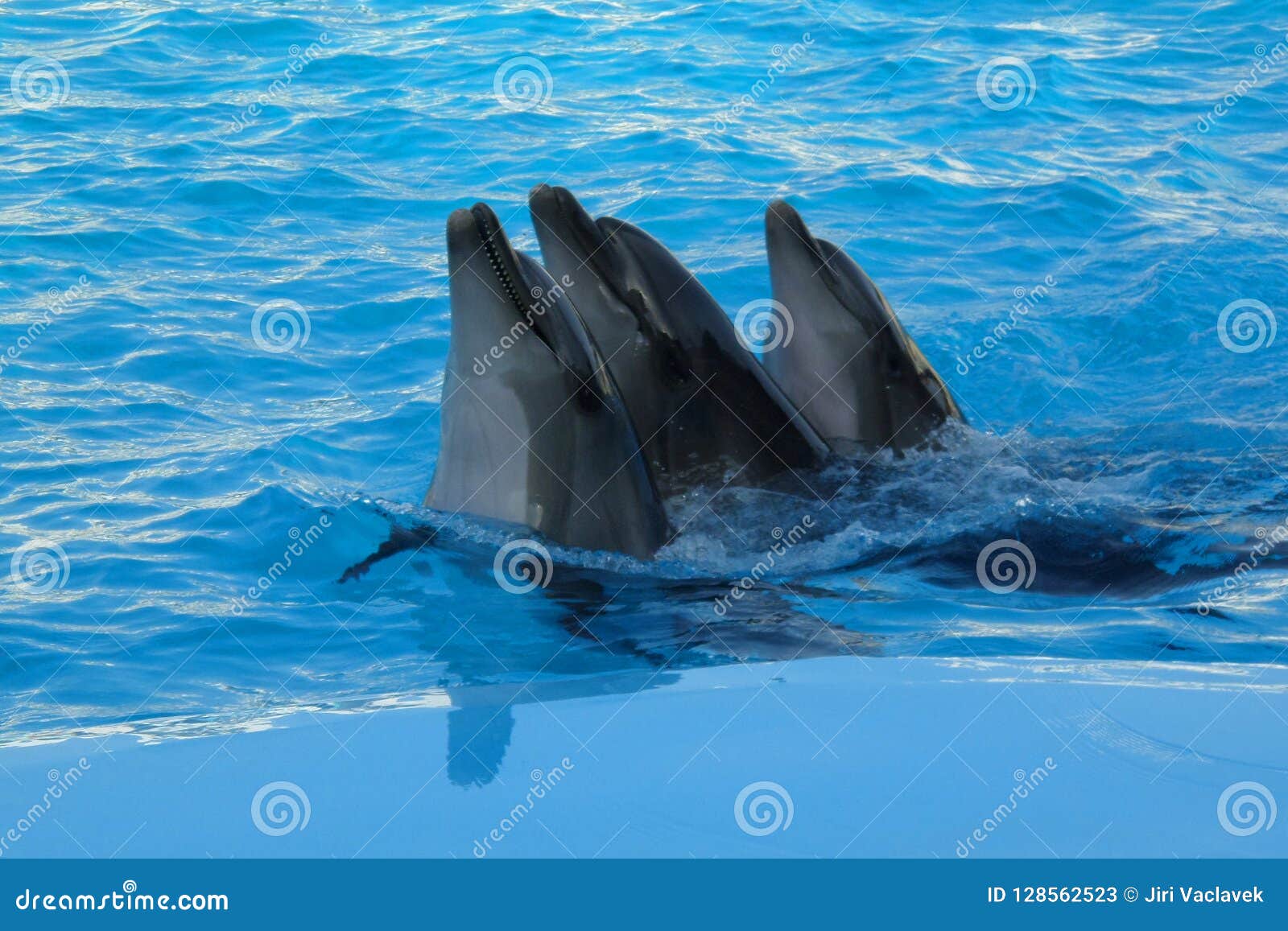 Three Dolphins are Swimming Stock Image - Image of aquatic, natural ...