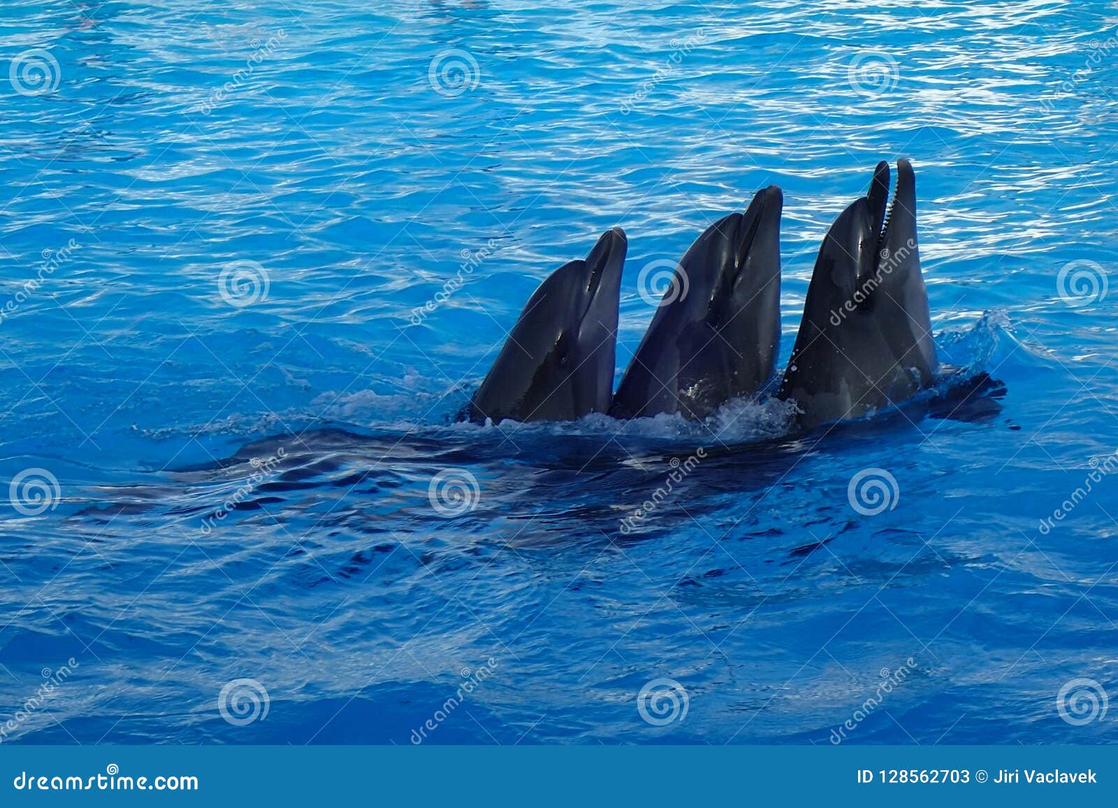 Three Dolphins are Swimming Stock Image - Image of mammal, wildlife ...