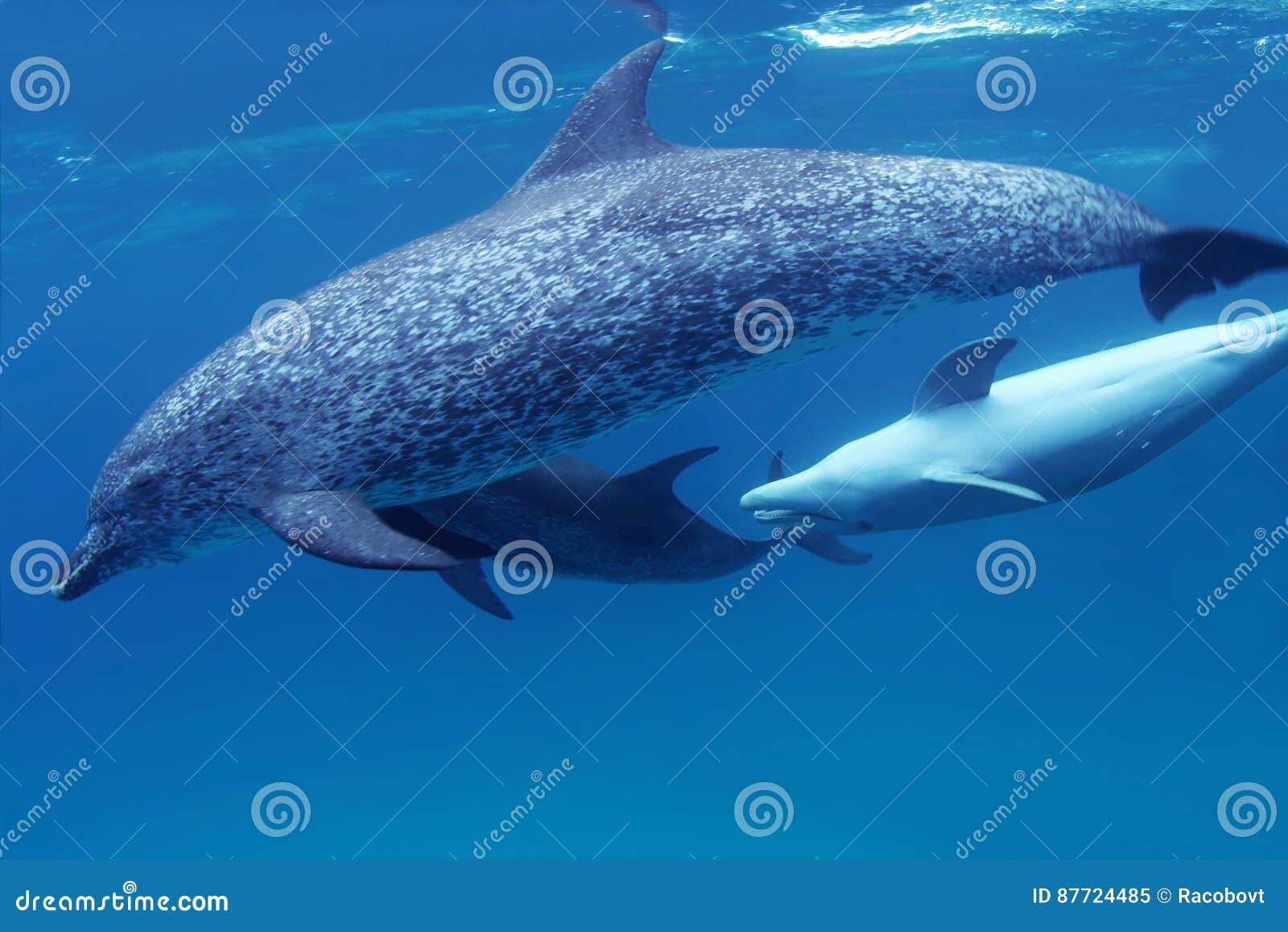 Three Dolphins Swimming in Water Stock Image - Image of creature ...