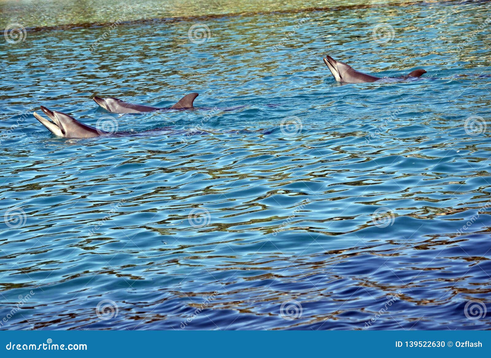 Three dolphins in water stock photo. Image of water - 139522630