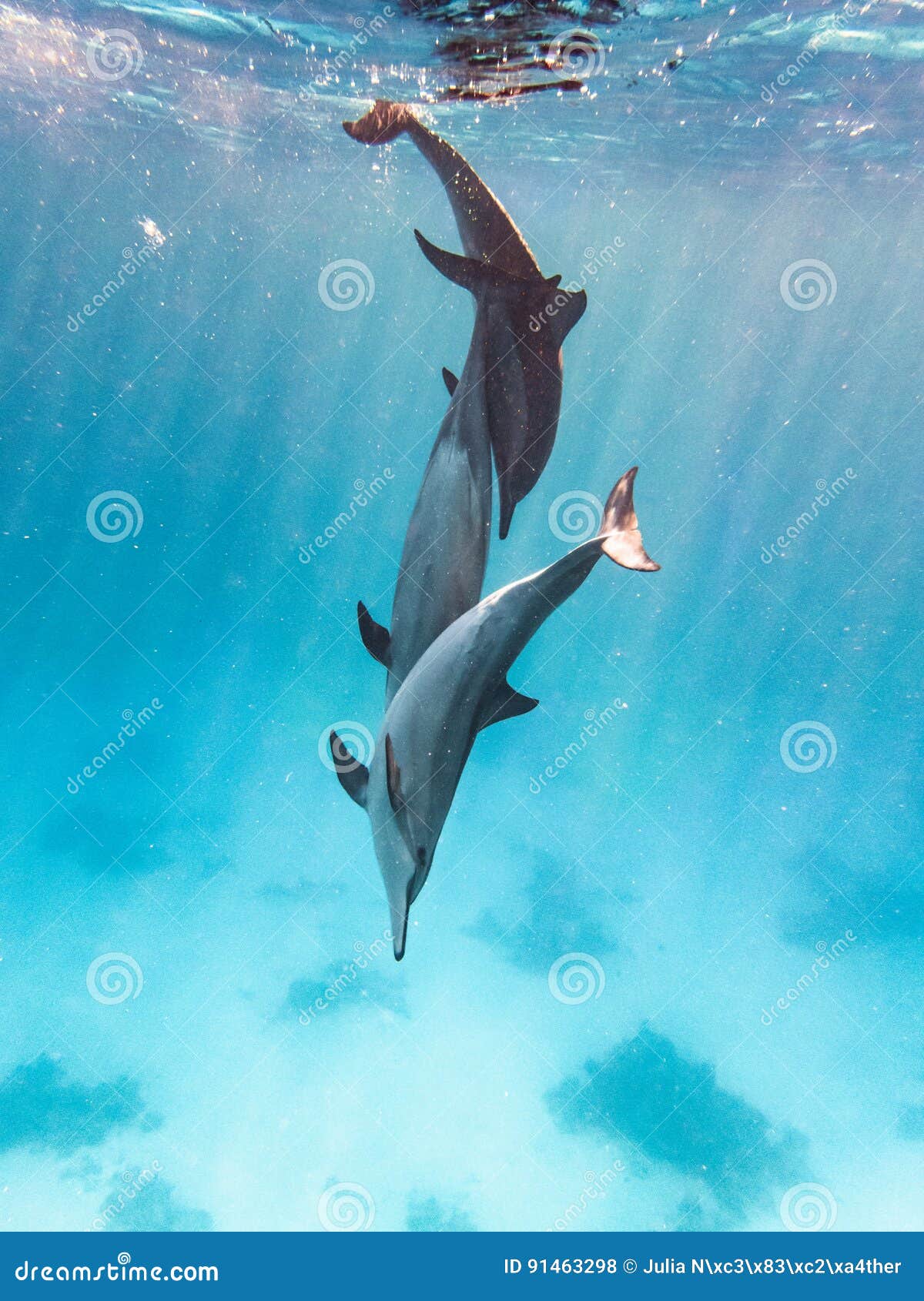 Three dolphins stock photo. Image of animal, mammal, reef - 91463298