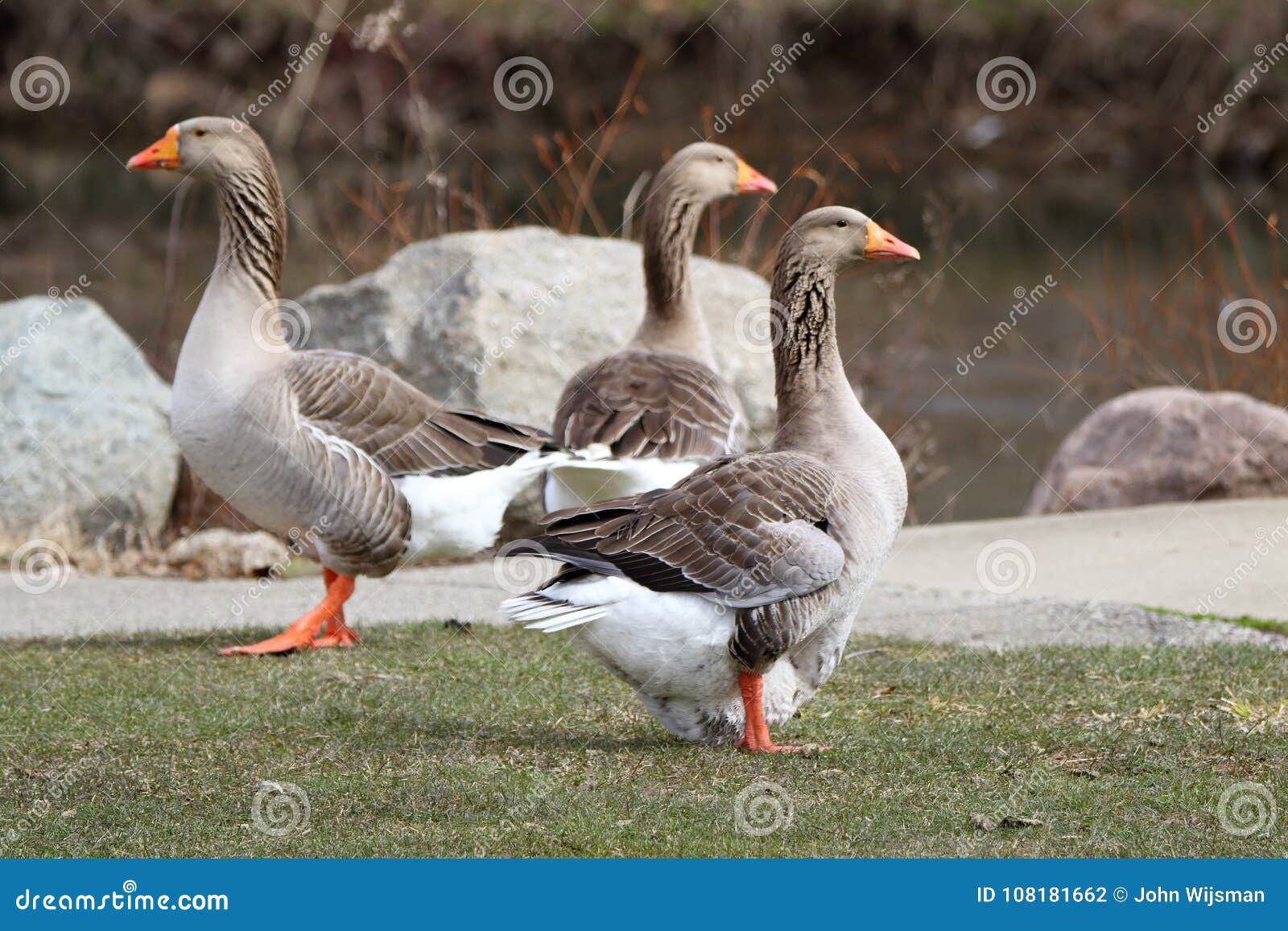 Three Domestic Geese Proudly Walking in a Park Stock Photo - Image of ...