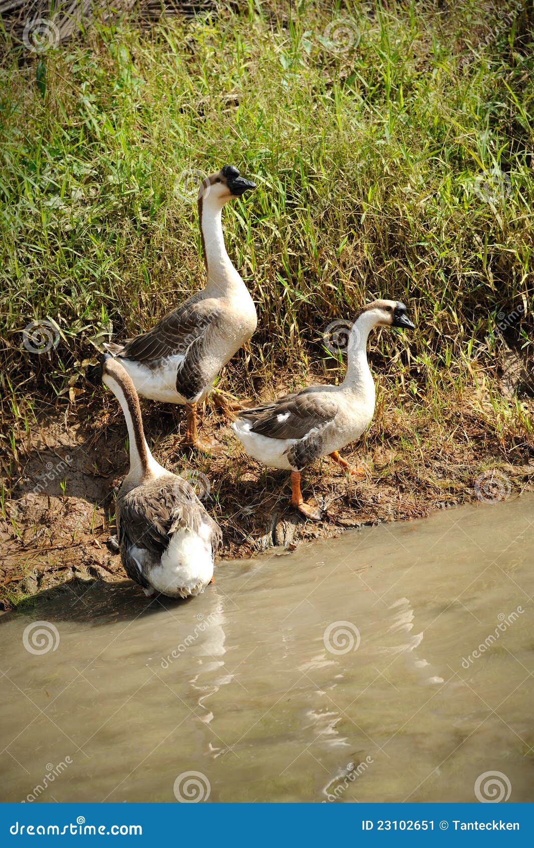 Three domestic goose stock image. Image of domestic, goose - 23102651