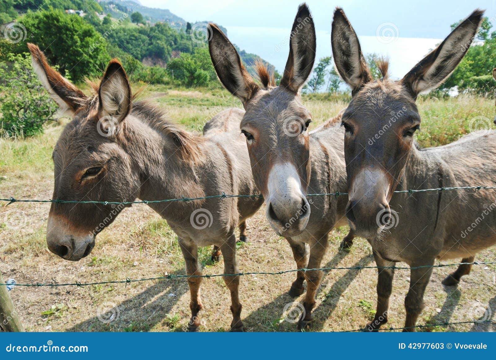 Three Donkey on Italian Farm Stock Image - Image of animal, jckffarm ...