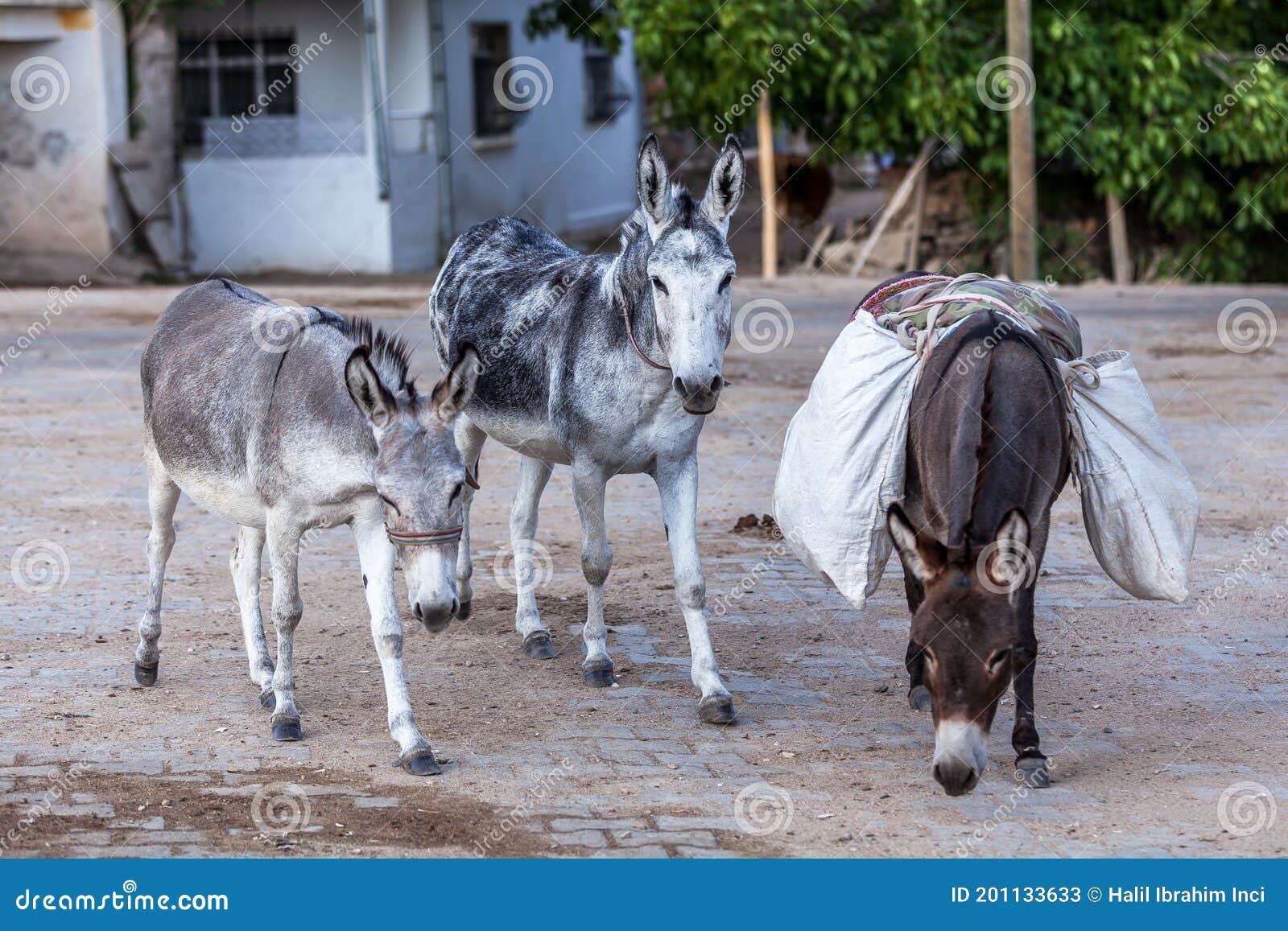 Three donkey standing stock image. Image of agriculture - 201133633