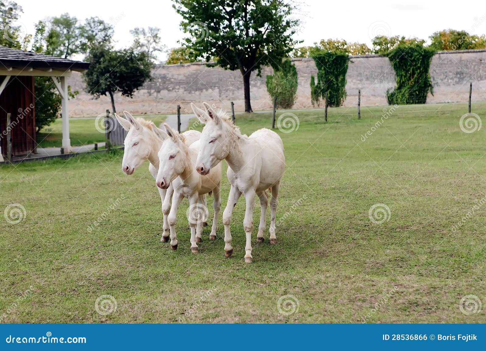 Three donkeys stock photo. Image of country, jenny, parent - 28536866