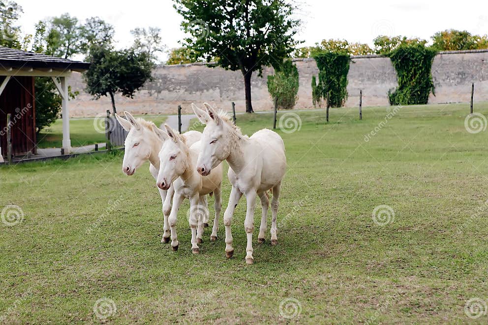Three donkeys stock photo. Image of country, jenny, parent - 28536866